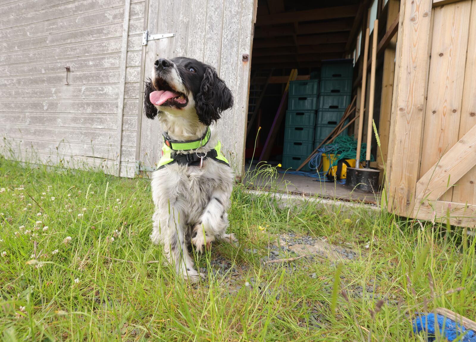 Search and rescue dogs: ‘They could be a person’s last hope of survival ...