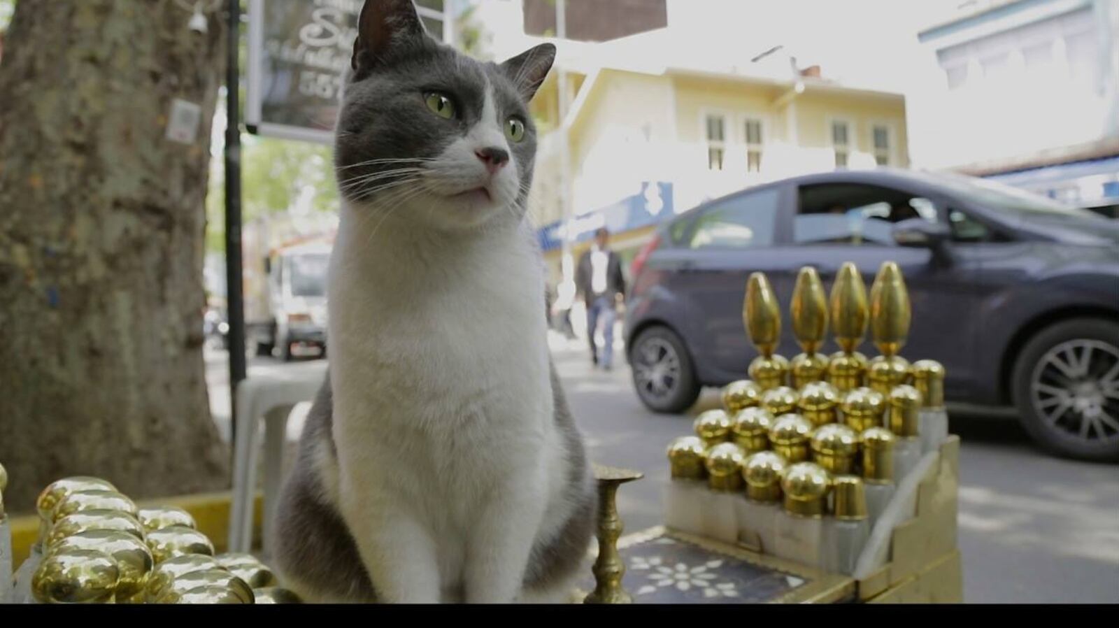 How the street cats of Istanbul landed on their feet – The Irish Times
