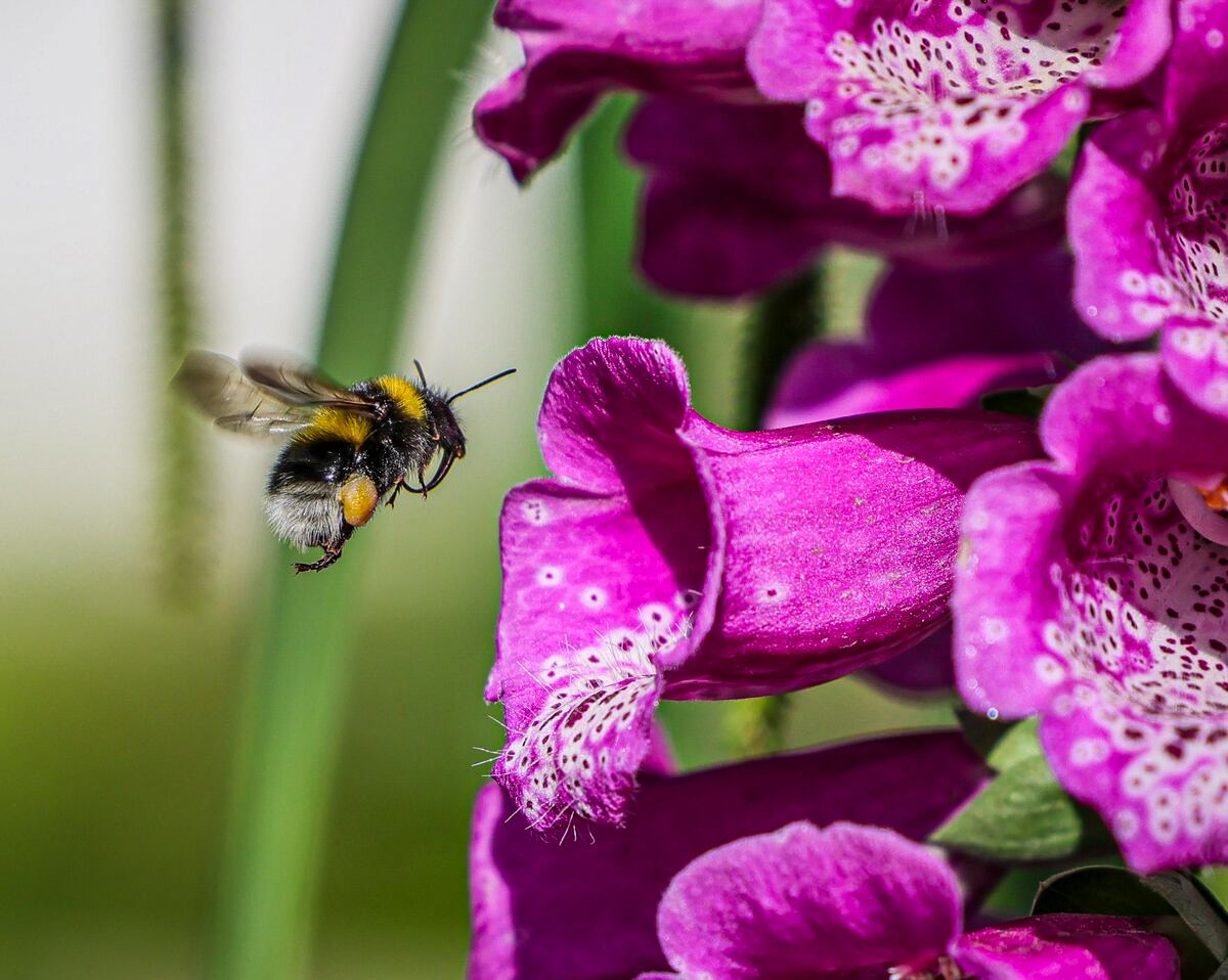 Why restraining yourself at the garden centre will lead to a more beautiful garden – The Irish Times