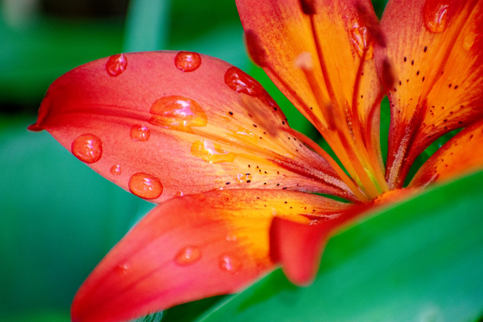 Why lilies are enjoying a renaissance with younger gardeners – The ...