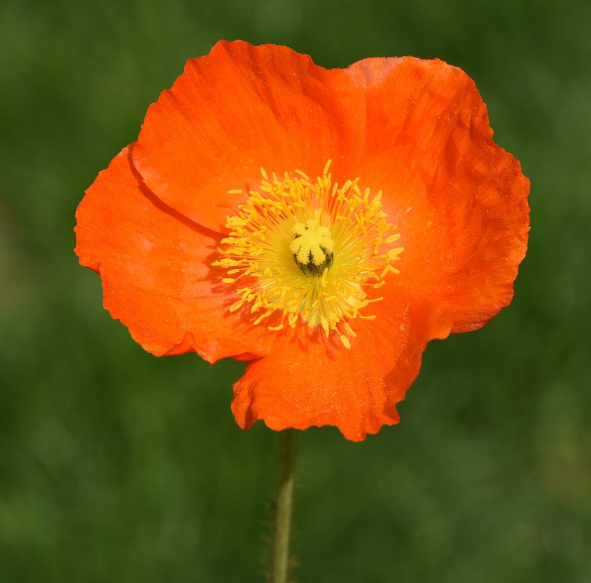 Poppies: How to grow a flower that symbolises the bittersweet nature of ...