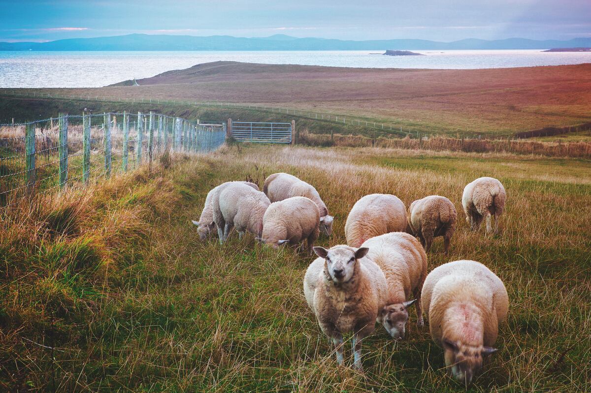 I was suffering from burnout - then I decided to farm 12 sheep. I ...