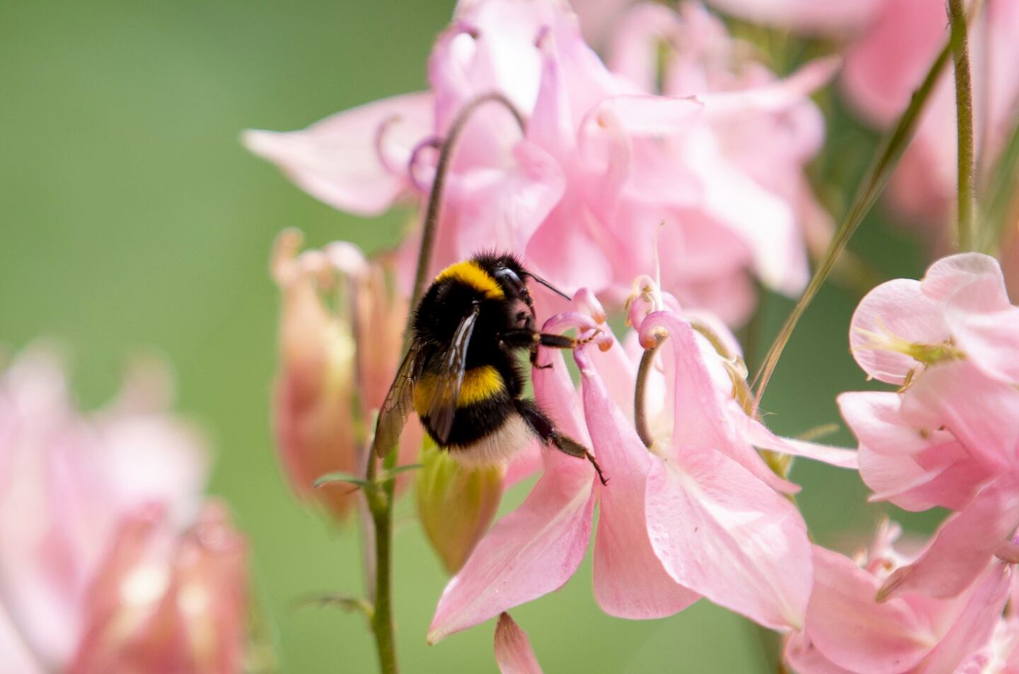 The great rewilding: ‘How amazing Ireland would be if we were covered ...