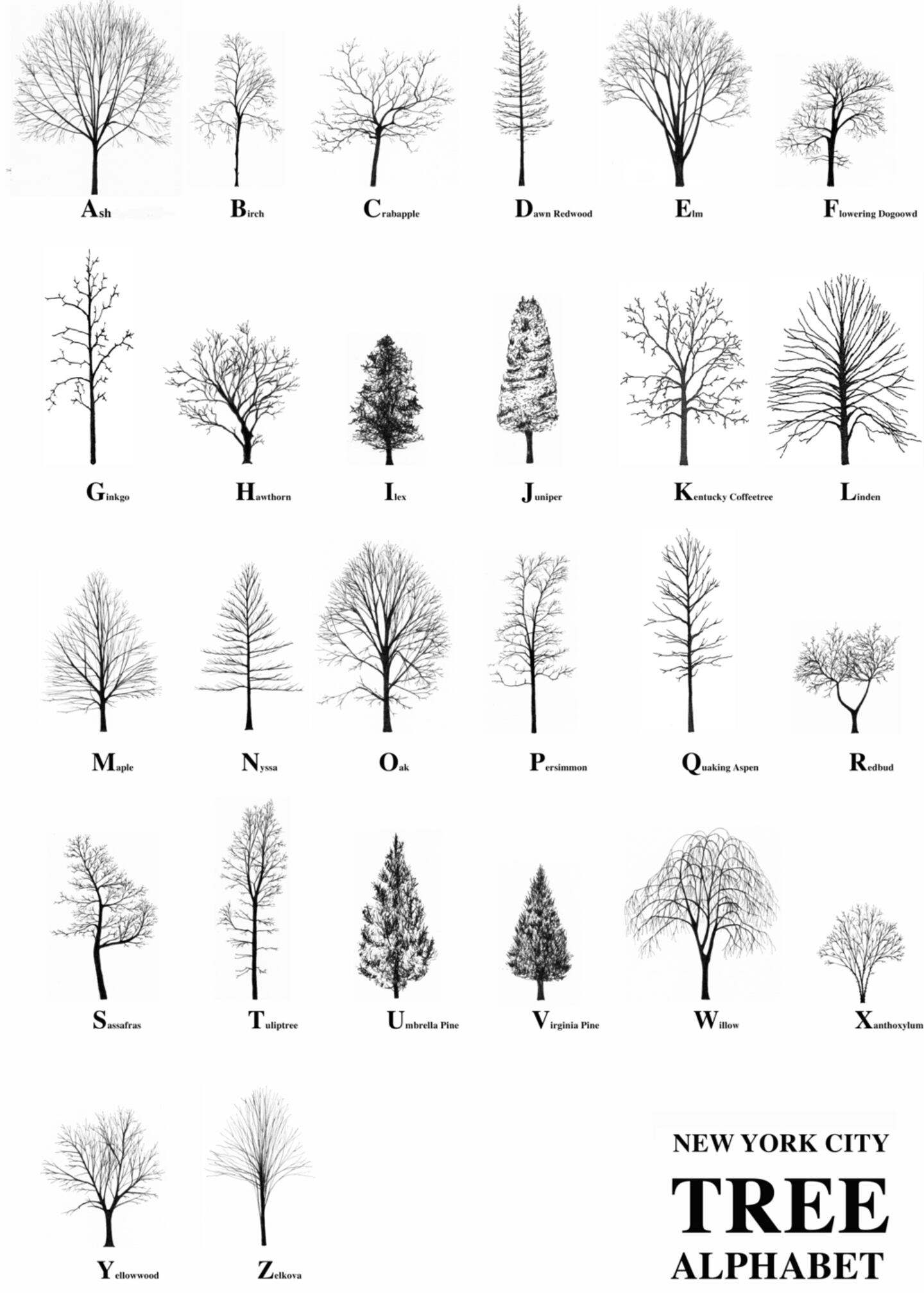 Why I made a new Irish Tree Alphabet – The Irish Times