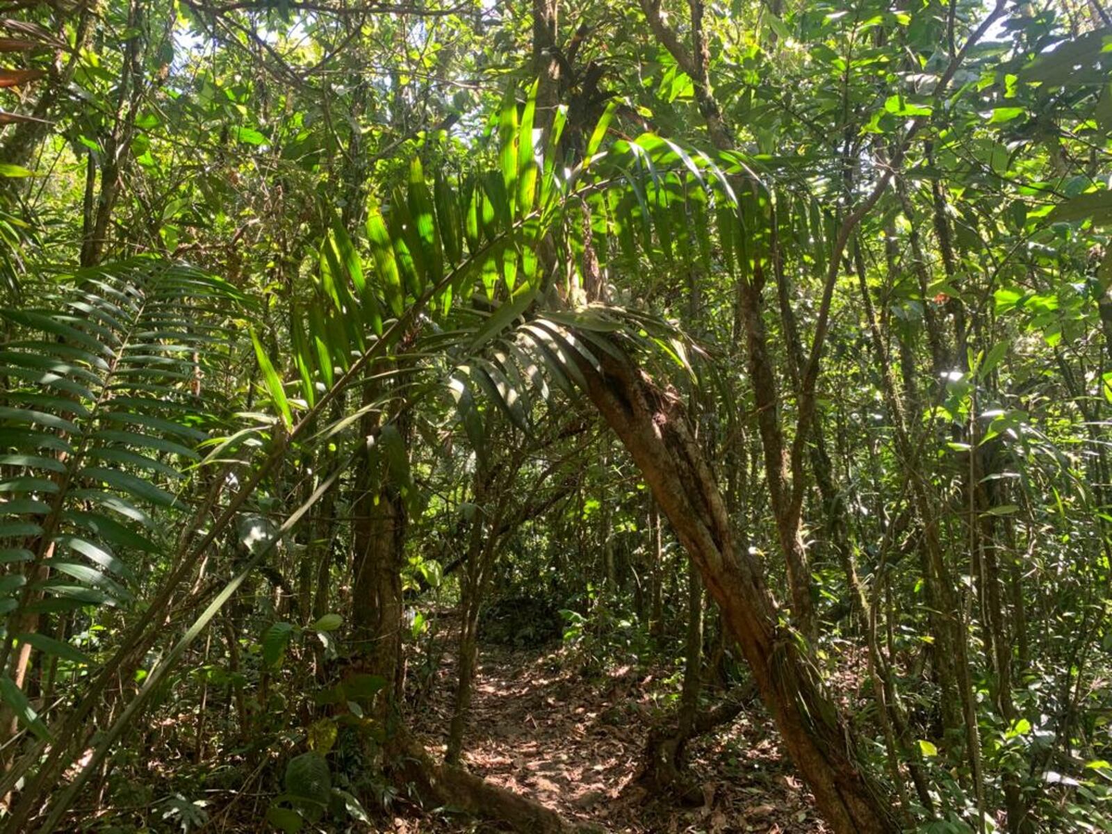 Tip2Top Panama: In the crater of an extinct volcano, there’s a touch of ...