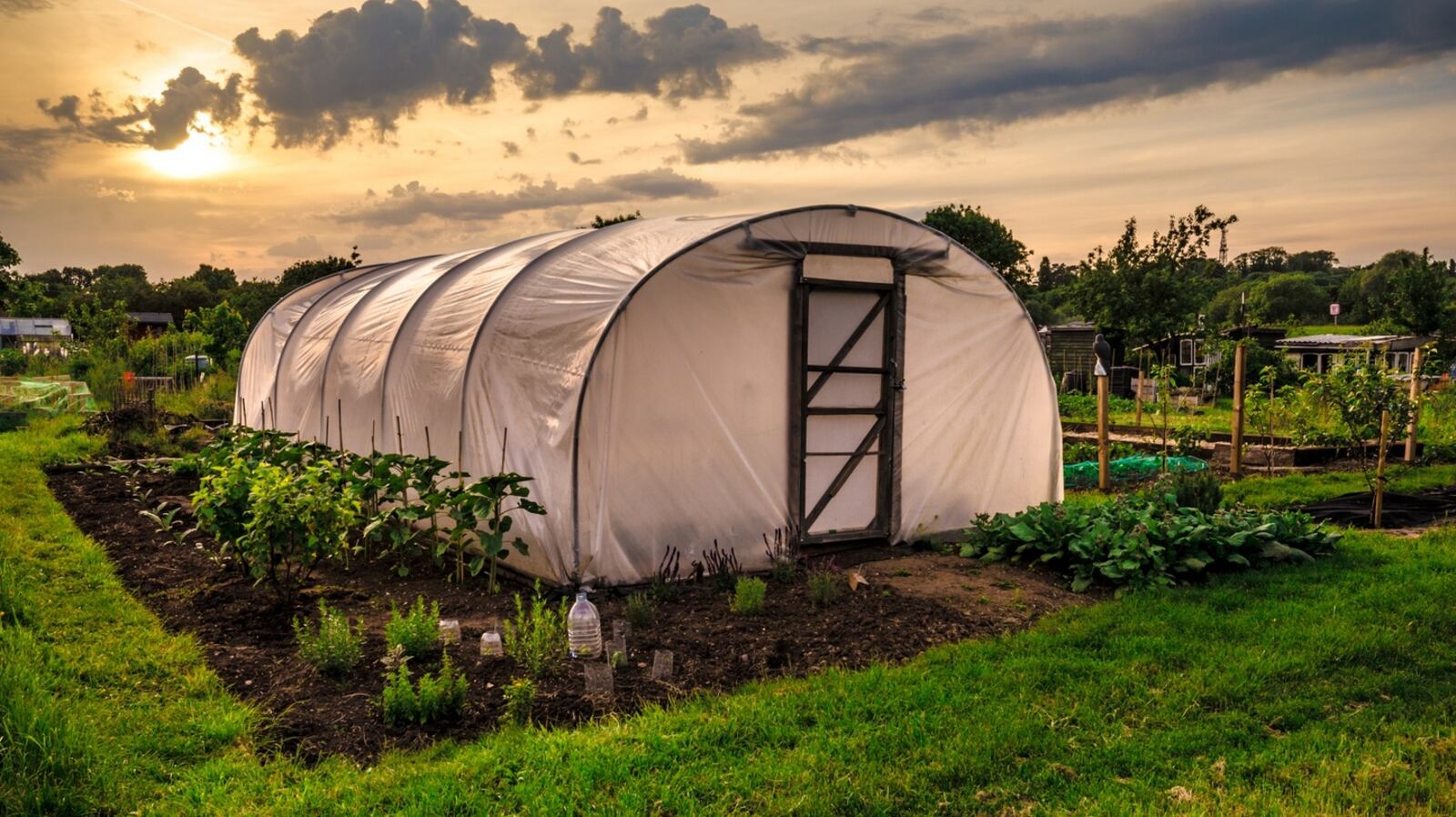 Gardening: Nurture fruit and veg seedlings now for delicious produce ...
