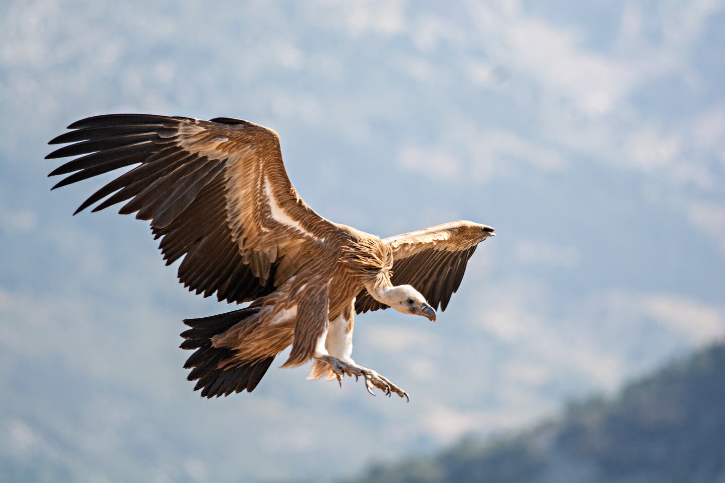 Birding and beyond: The marvellous mystique of the Basque Country – The ...