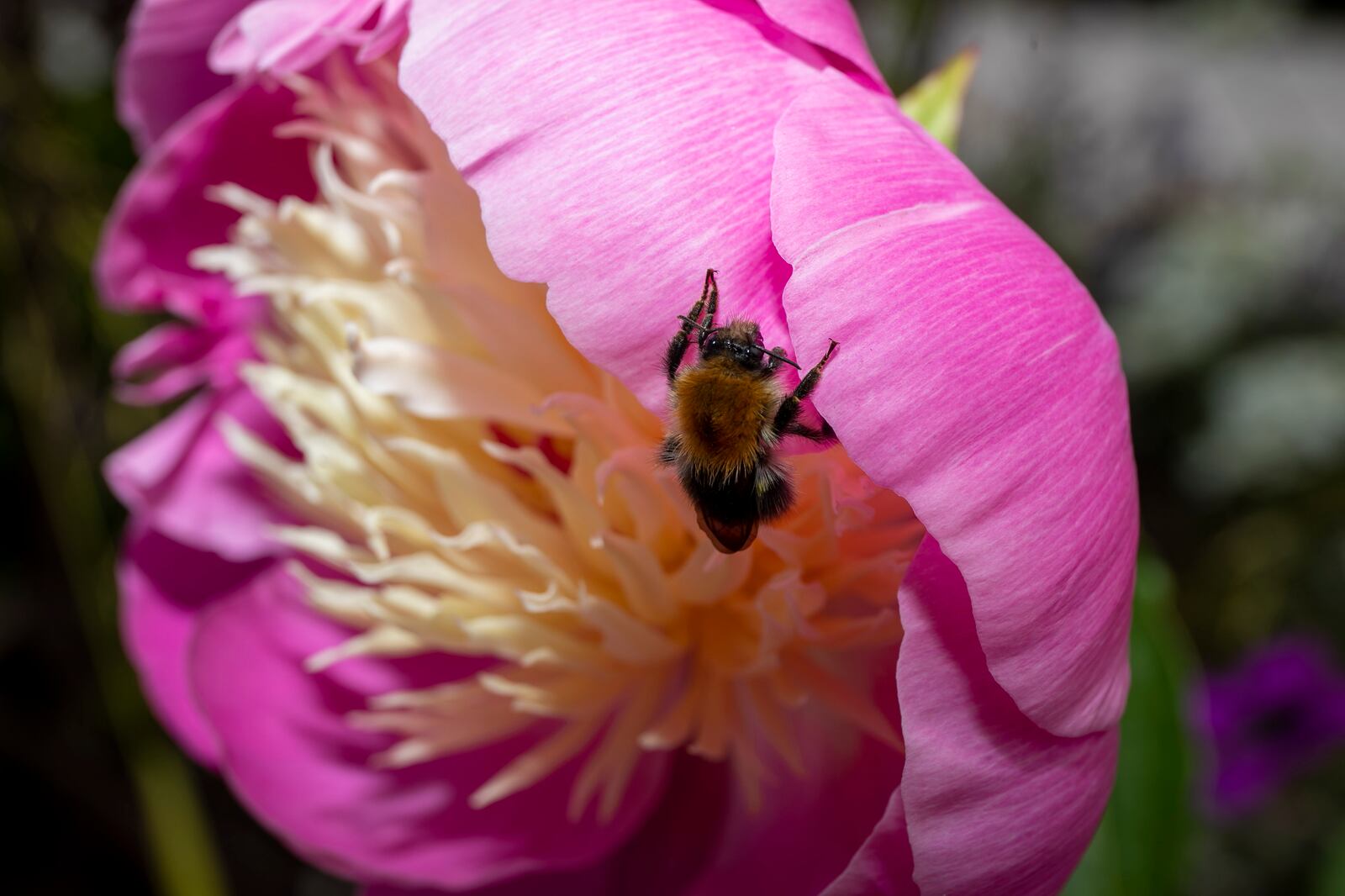 Bloom 2024: Opening times, ticket costs, 22 show gardens and 13 ...