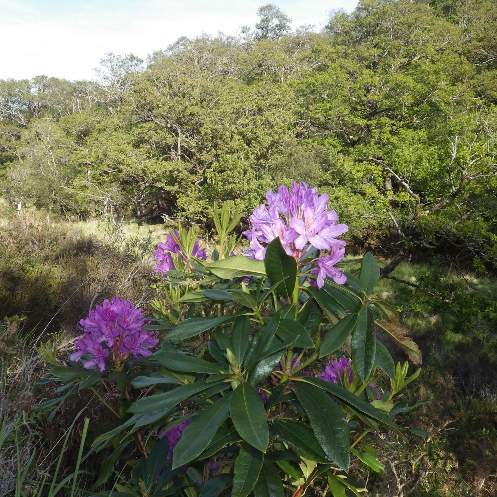 Rhododendron: An ecological disaster in Killarney National Park – The ...