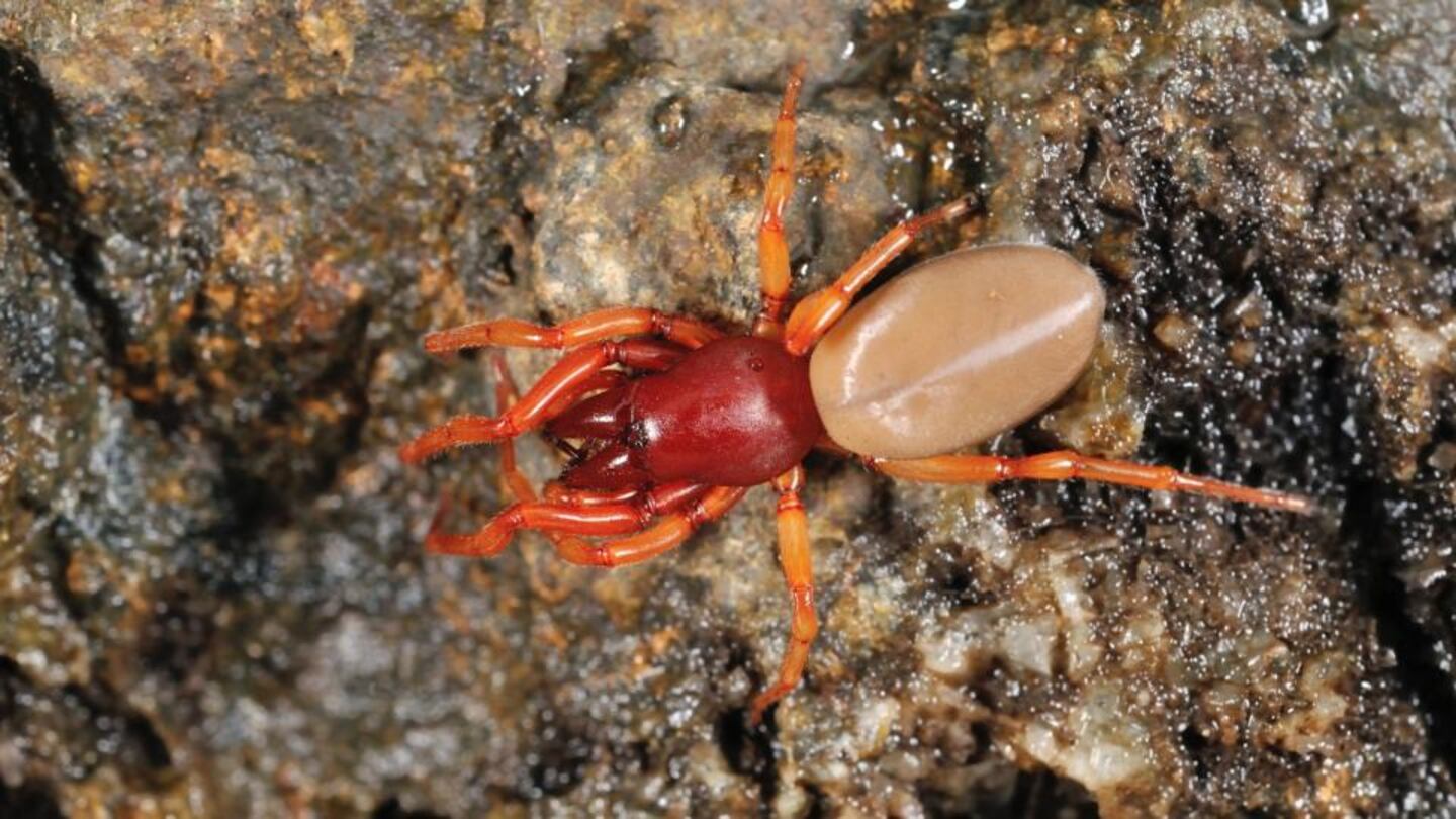 Is this a legless lizard that I found in the Burren? Readers’ nature ...