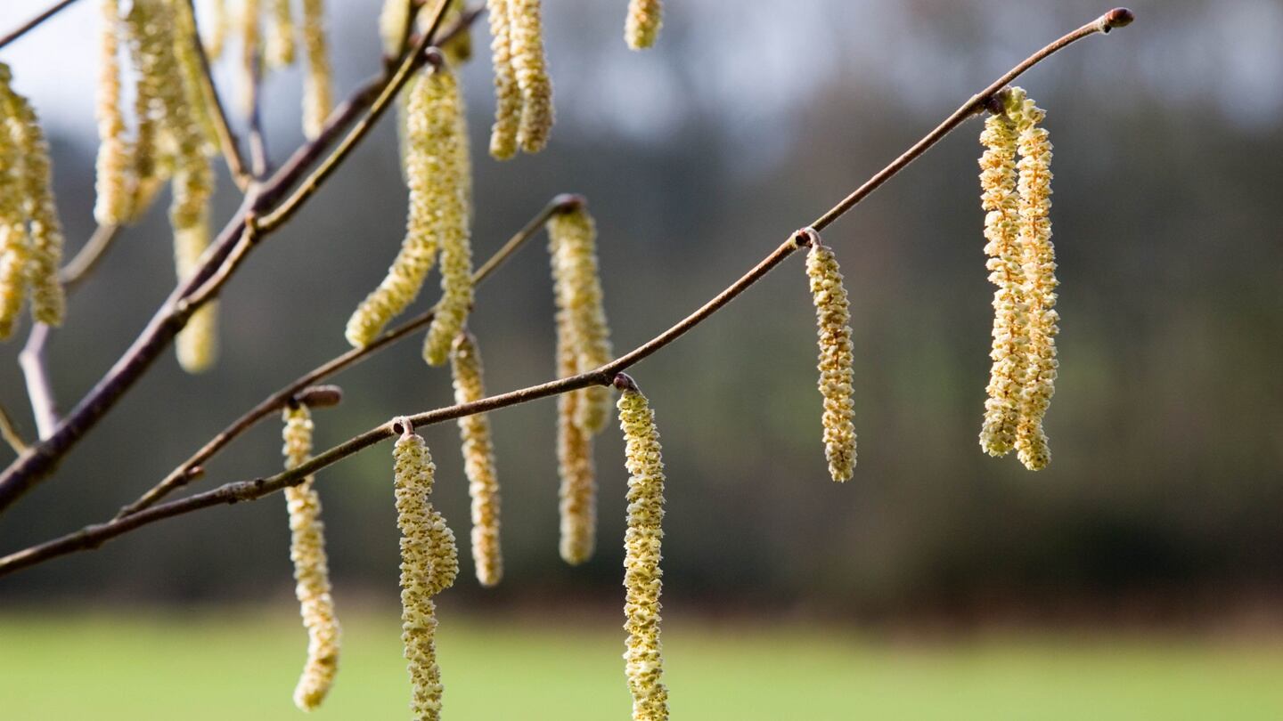 A guide to recognising common Irish trees in the winter – The Irish Times