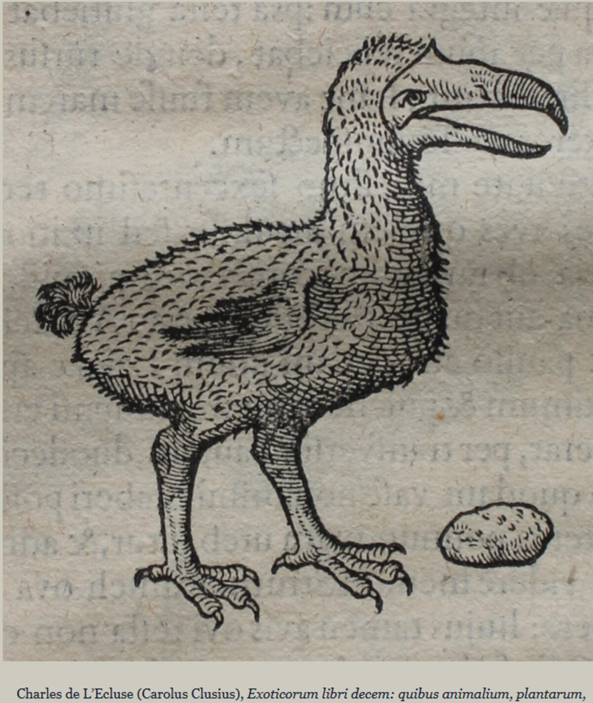 Bringing back the dodo: Dublin display reveals rare description of bird ...
